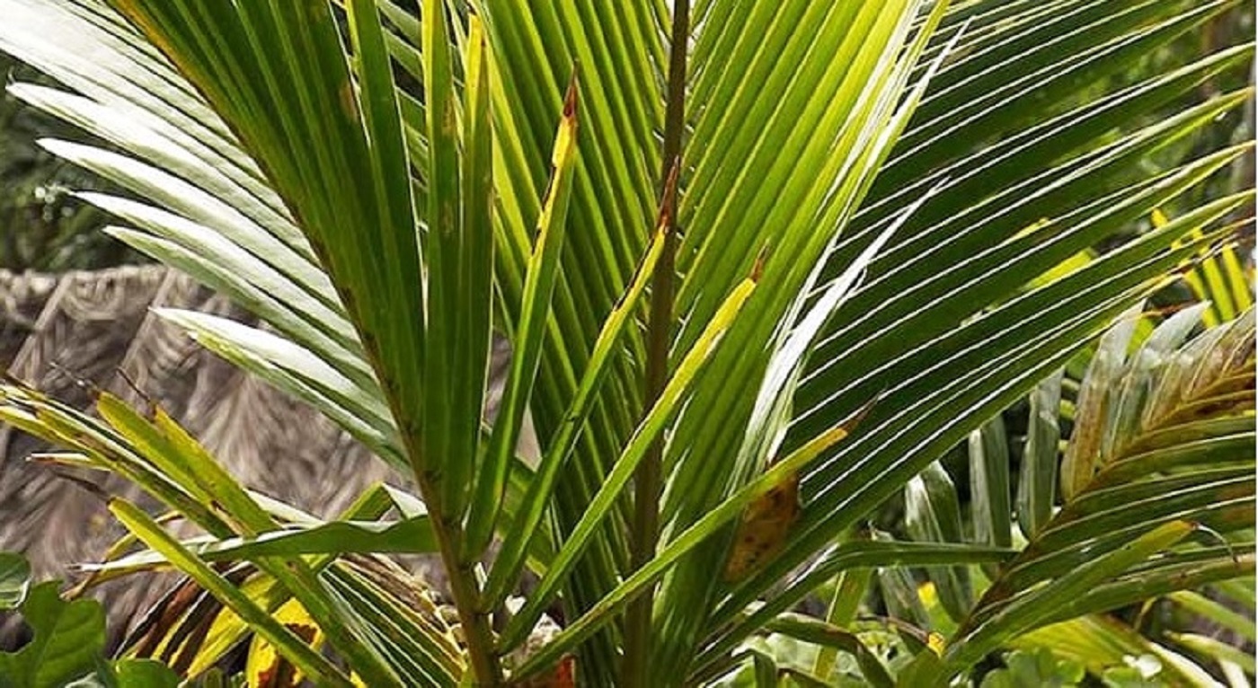 Le raphia une matière pleine de ressource | Bisson Bruneel